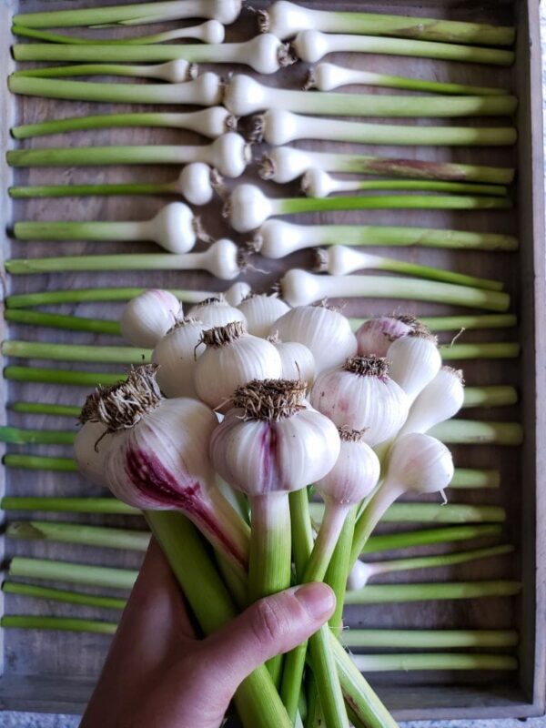 Green Garlic: What Is It? Plus 7 Ways to Use or Preserve It ~ Homestead ...