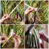 Green Garlic: What Is It? Plus 7 Ways to Use or Preserve It ~ Homestead ...