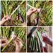 Green Garlic: What Is It? Plus 7 Ways to Use or Preserve It ~ Homestead ...