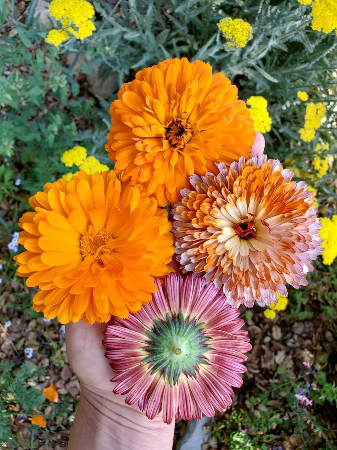 How to Grow, Harvest, Dry and Use Calendula Flowers (With Photos ...