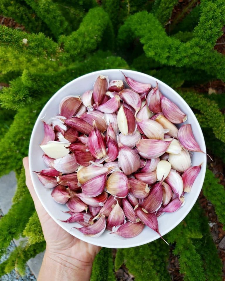 Easy Fermented Garlic Honey Recipe + Benefits and Uses ~ Homestead and Chill