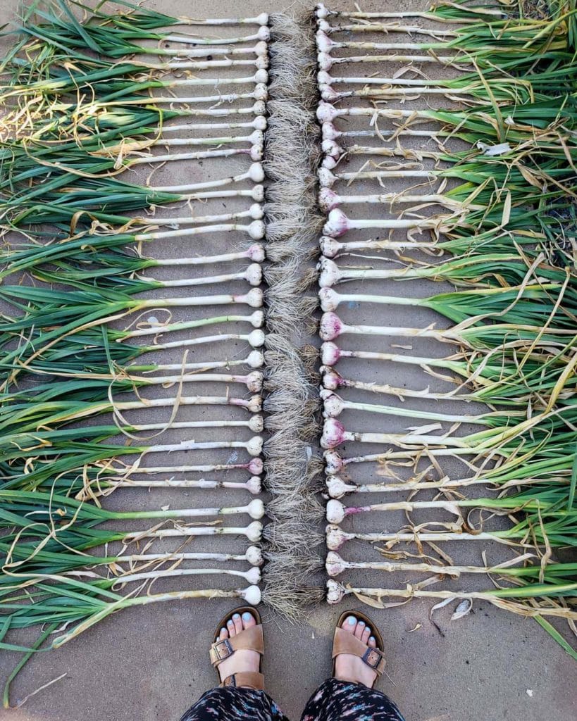 Preserving Garlic: How to Make Homemade Garlic Powder ~ Homestead and Chill