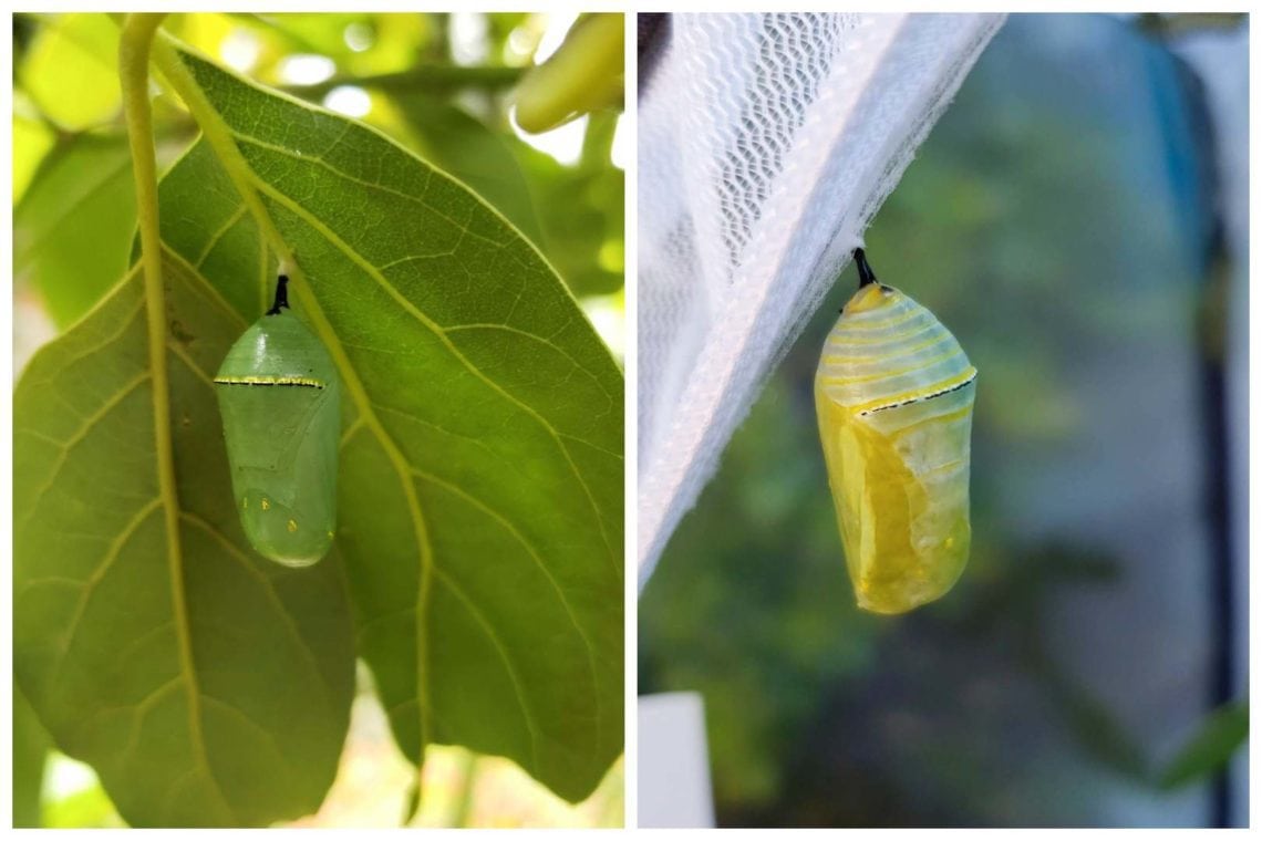 How to Safely Move & Hang a Monarch Butterfly Chrysalis ~ Homestead and ...