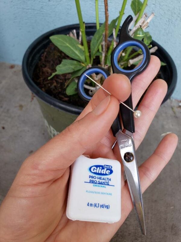 How to Safely Move & Hang a Monarch Butterfly Chrysalis ~ Homestead and Chill