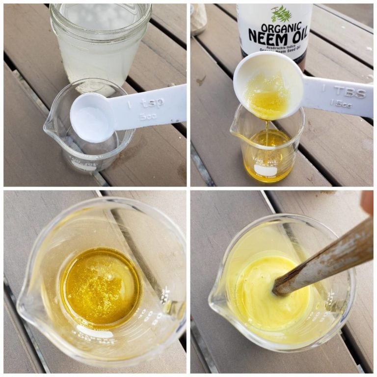 How to Properly Emulsify Neem Oil & Make a Safe Garden Pest Spray ...