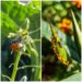 Organic Pest Control, Pt 2: Identify the Top 18 Garden Pests ...