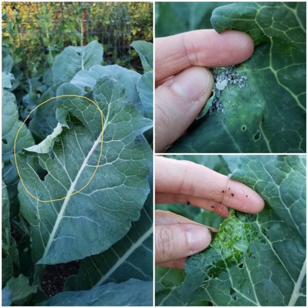 Organic Aphid Control: 9 Ways to Get Rid of Aphids ~ Homestead and Chill