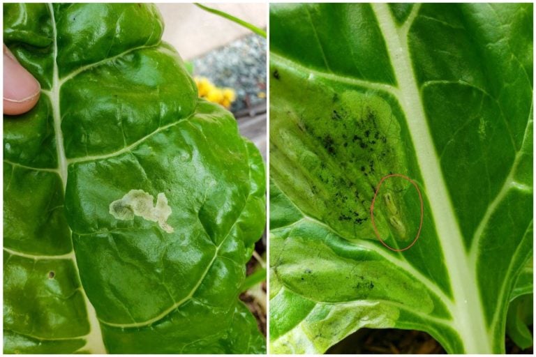 Organic Pest Control, Pt 2: Identify the Top 18 Garden Pests ...