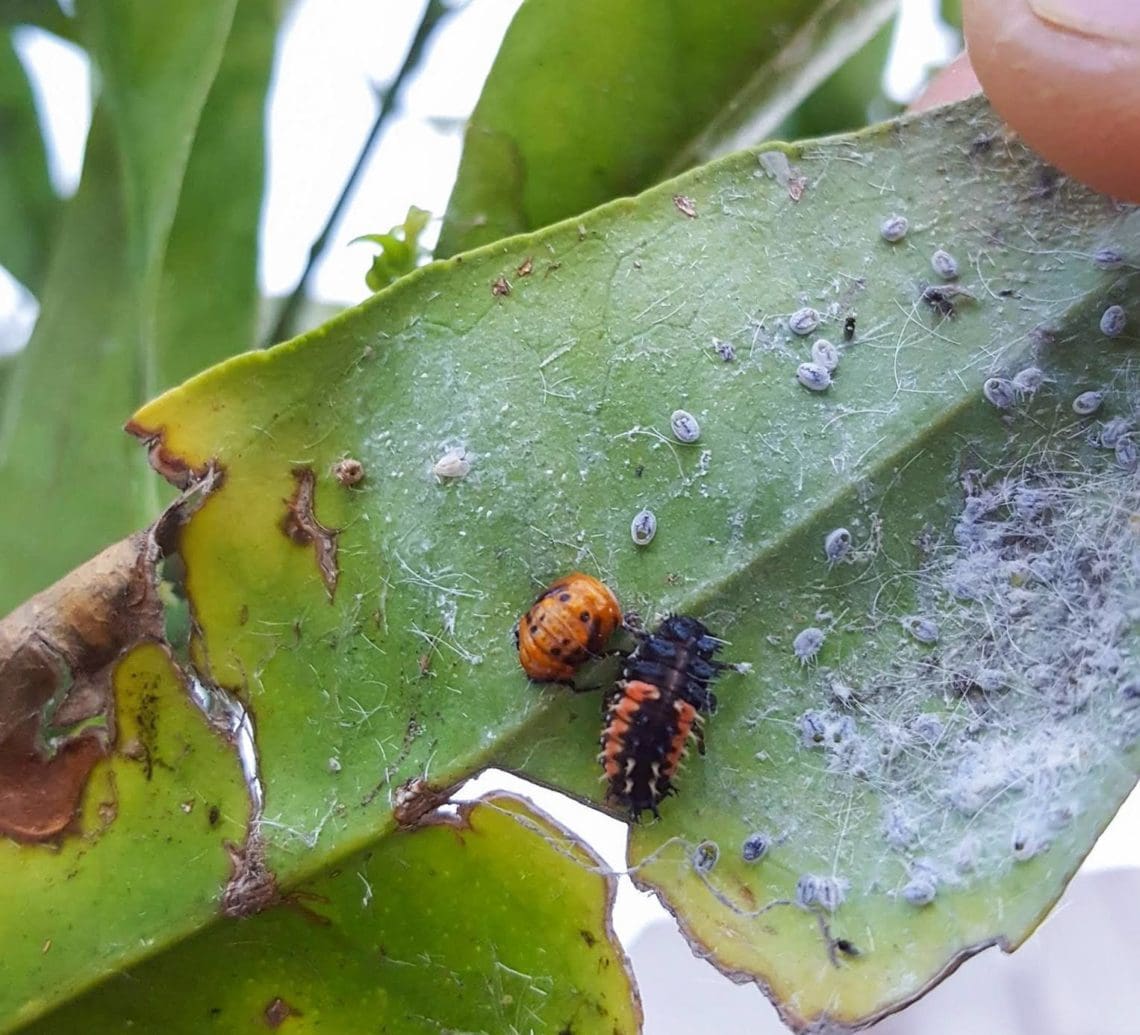 Organic Pest Control, Pt 2: Identify the Top 18 Garden Pests ...