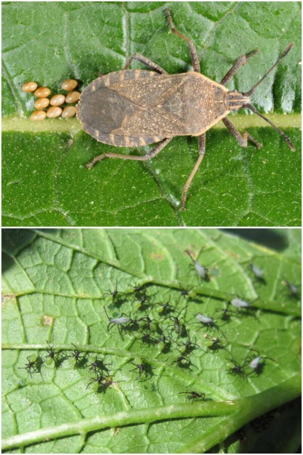 Organic Pest Control, Pt 2: Identify the Top 18 Garden Pests ...