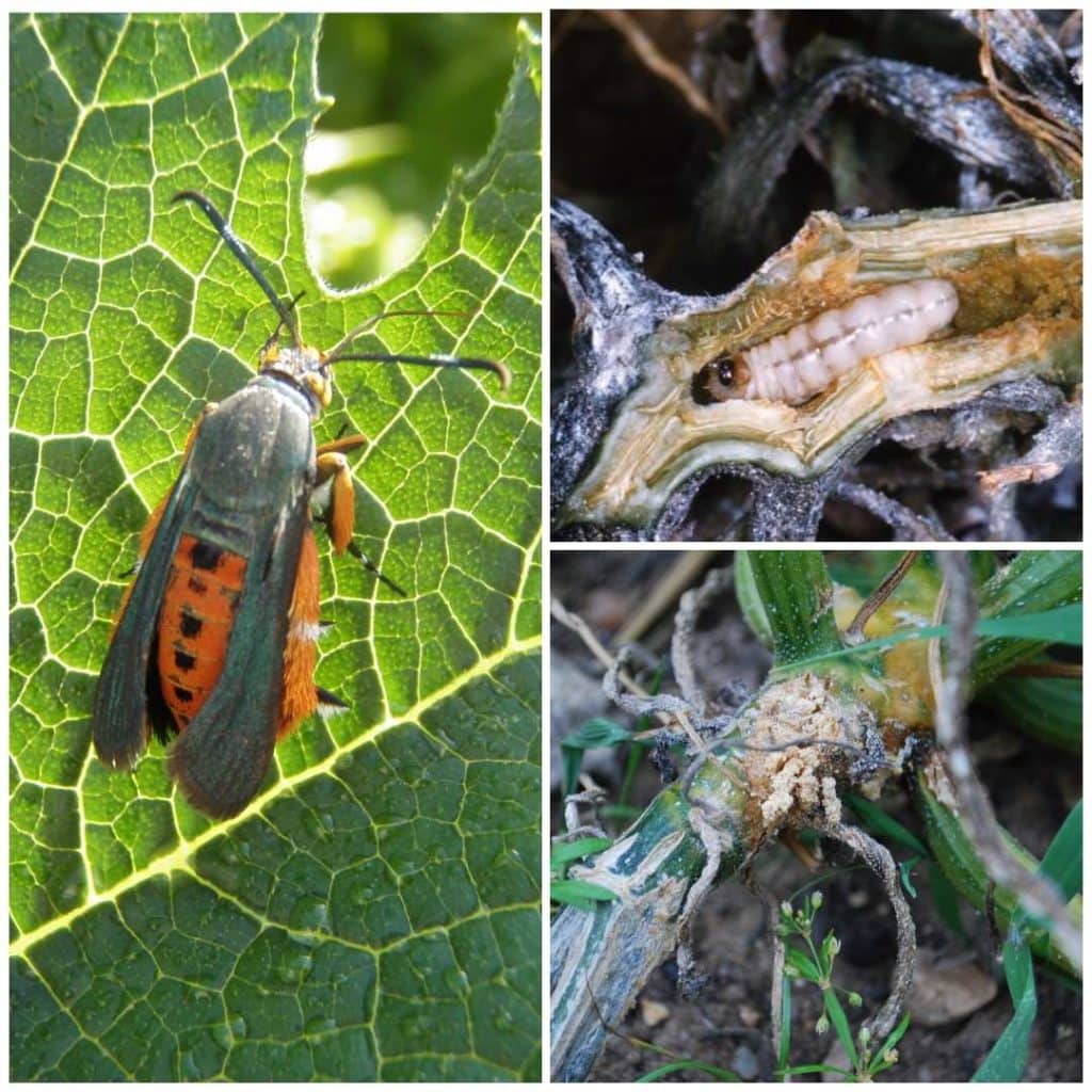 Organic Pest Control, Pt 2: Identify the Top 18 Garden Pests ...