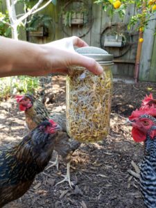 Sprouted Seeds: A Healthy Treat for Your Backyard Chickens... or You ...