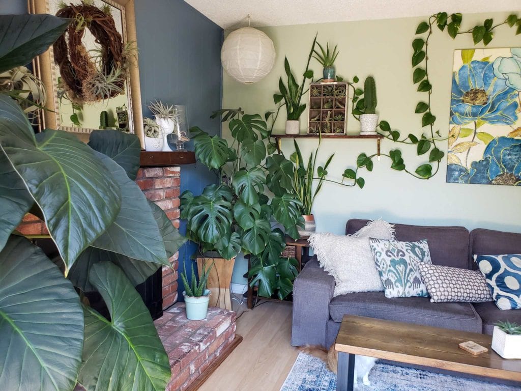 Houseplant Care 101: The Ultimate Guide to Happy & Healthy Indoor ...
