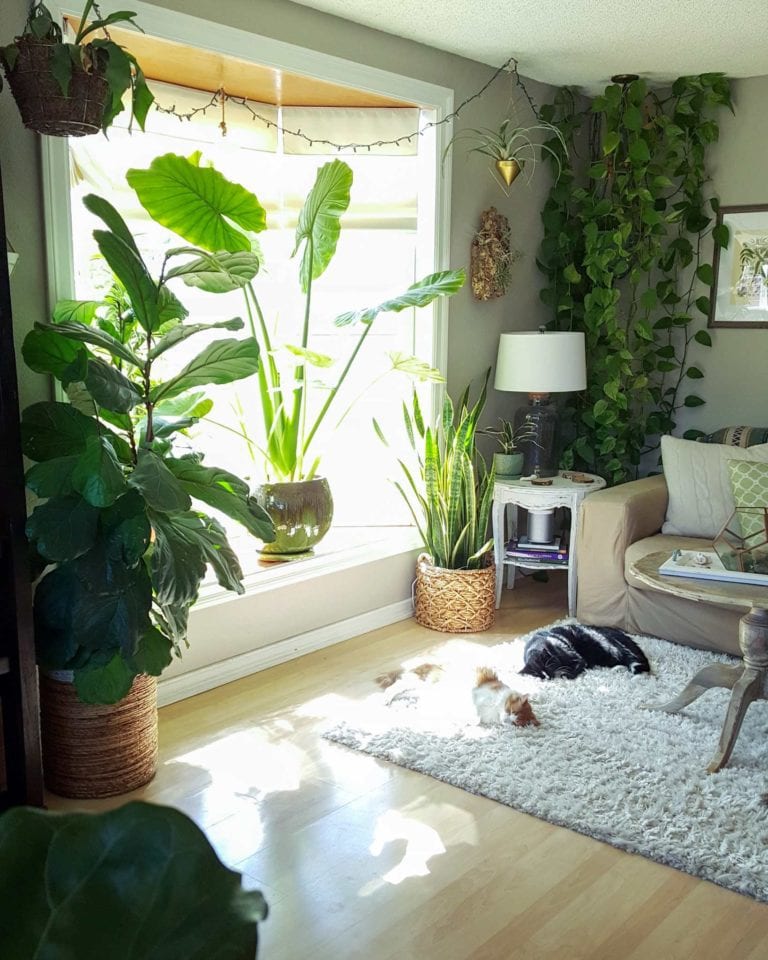 Houseplant Care 101: The Ultimate Guide to Happy & Healthy Indoor ...