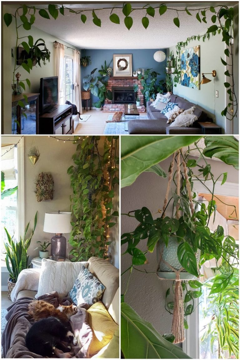 Houseplant Care 101: The Ultimate Guide to Happy & Healthy Indoor ...
