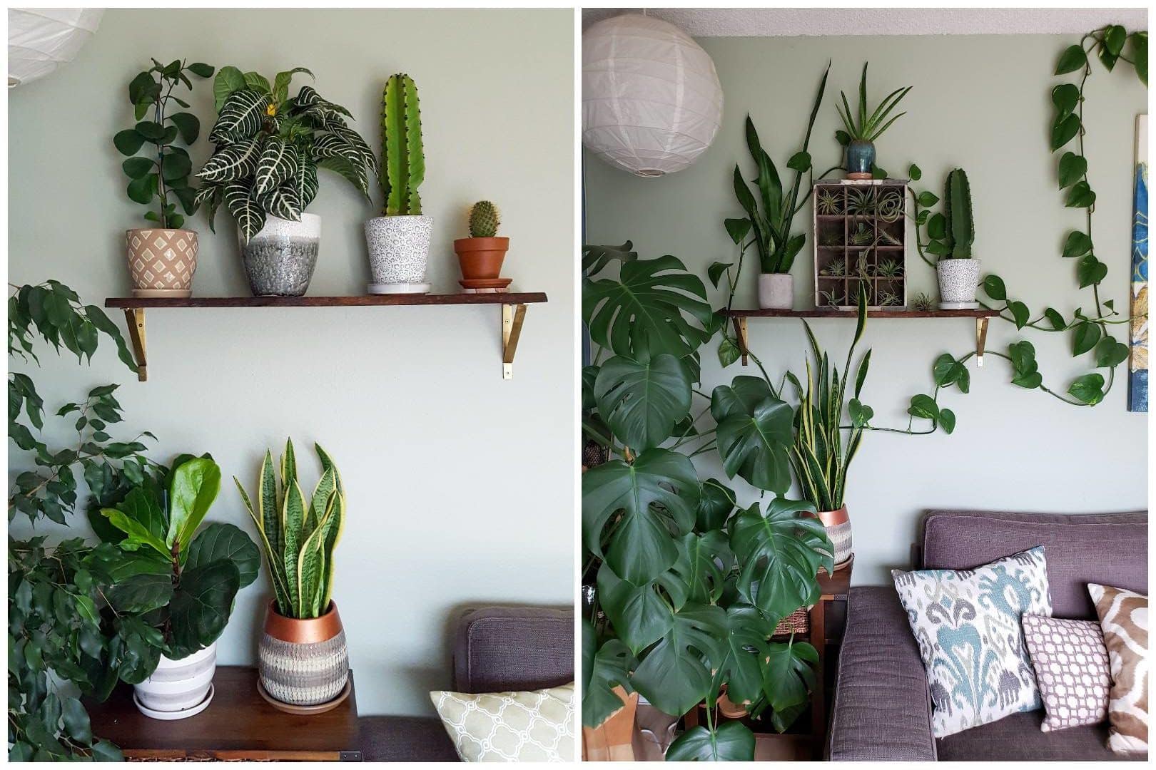 Houseplant Care 101: The Ultimate Guide to Happy & Healthy Indoor ...