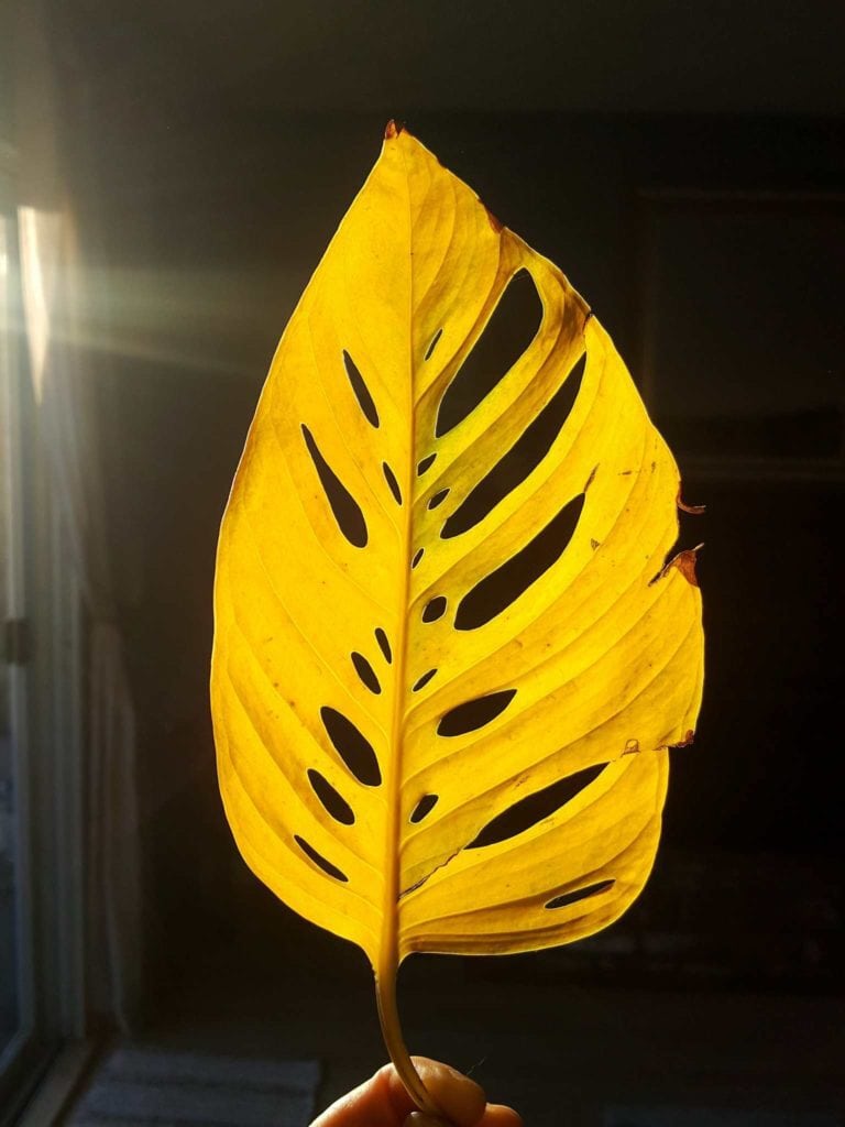 Houseplant Care 101: The Ultimate Guide to Happy & Healthy Indoor ...