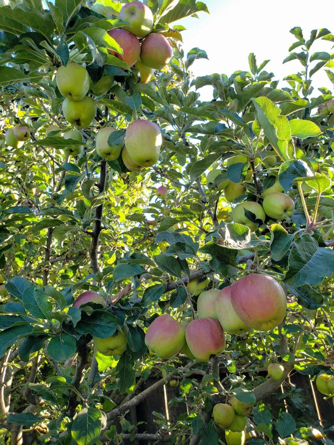 How to Choose Fruit Trees to Plant: Climate, Varieties & More ...