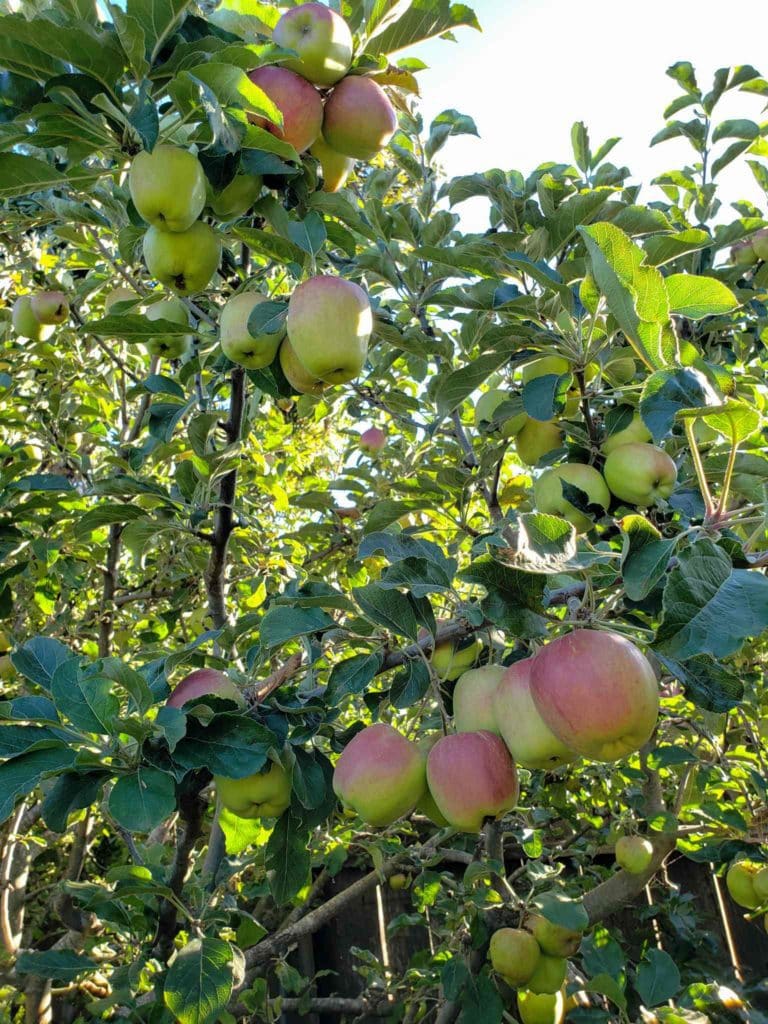 How to Choose Fruit Trees to Plant: Climate, Varieties & More ...