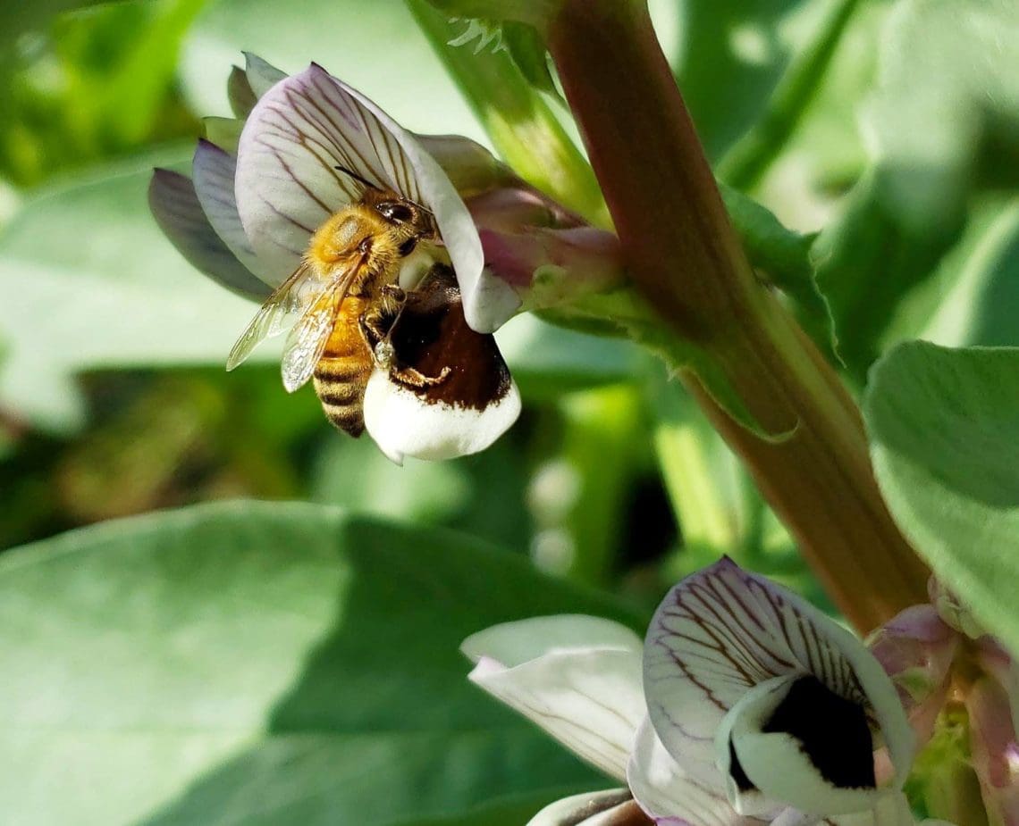10 Ways to Help Pollinators: Save Bees, Butterflies & Beyond ...