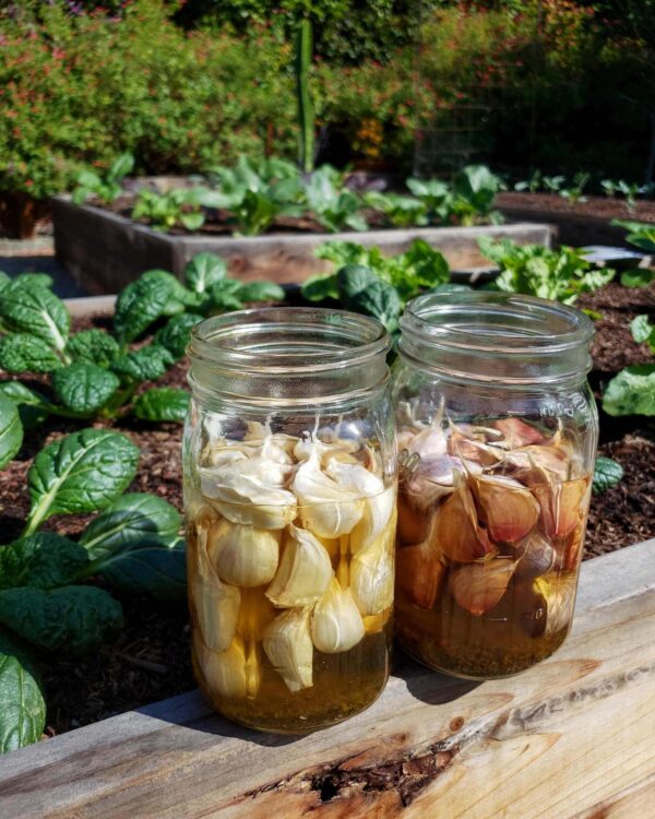 How to Grow Garlic: Seeds, Varieties, Harvest, Curing, Storage & More ...