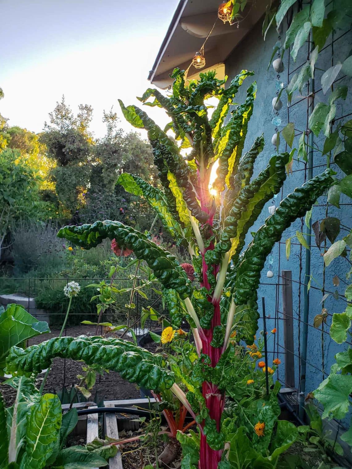 Cut and Come Again: How to Harvest Kale & Leafy Greens ~ Homestead and ...