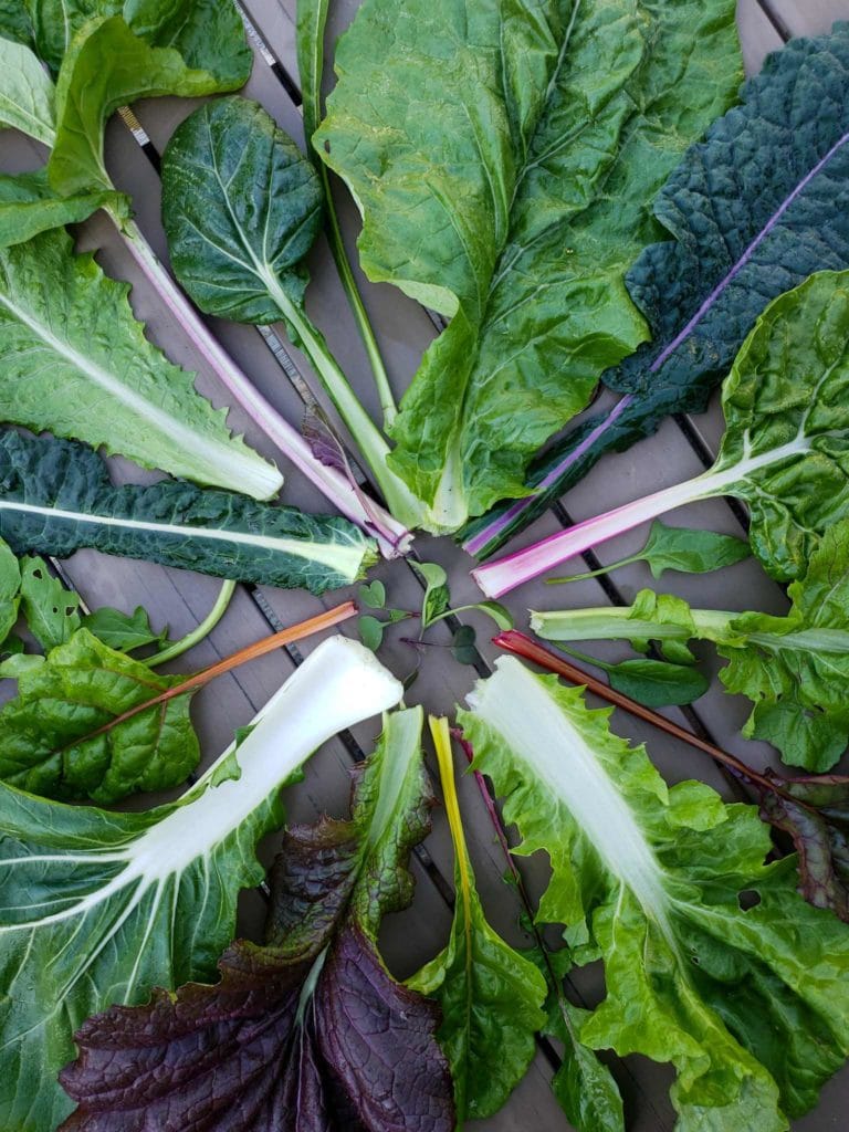 13 Fast Growing Vegetable Crops for the Fall Garden ~ Homestead and Chill