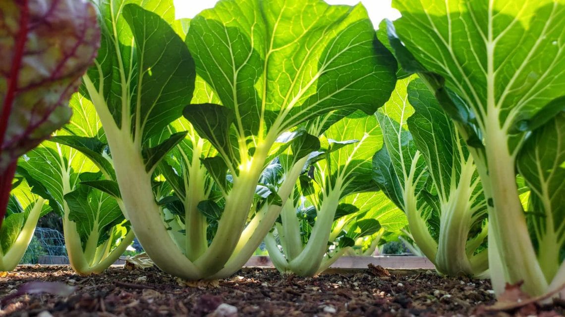 13 Fast Growing Vegetable Crops for the Fall Garden ~ Homestead and Chill