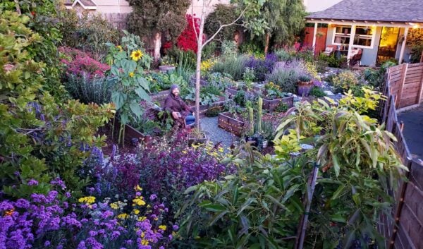 23 Best Pollinator Garden Plants for Bees, Butterflies and Hummingbirds ...