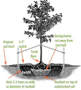 How to Plant a Tree: Best Practices for Success ~ Homestead and Chill
