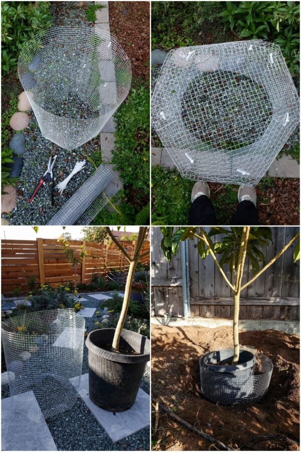 How to Plant a Tree: Best Practices for Success ~ Homestead and Chill