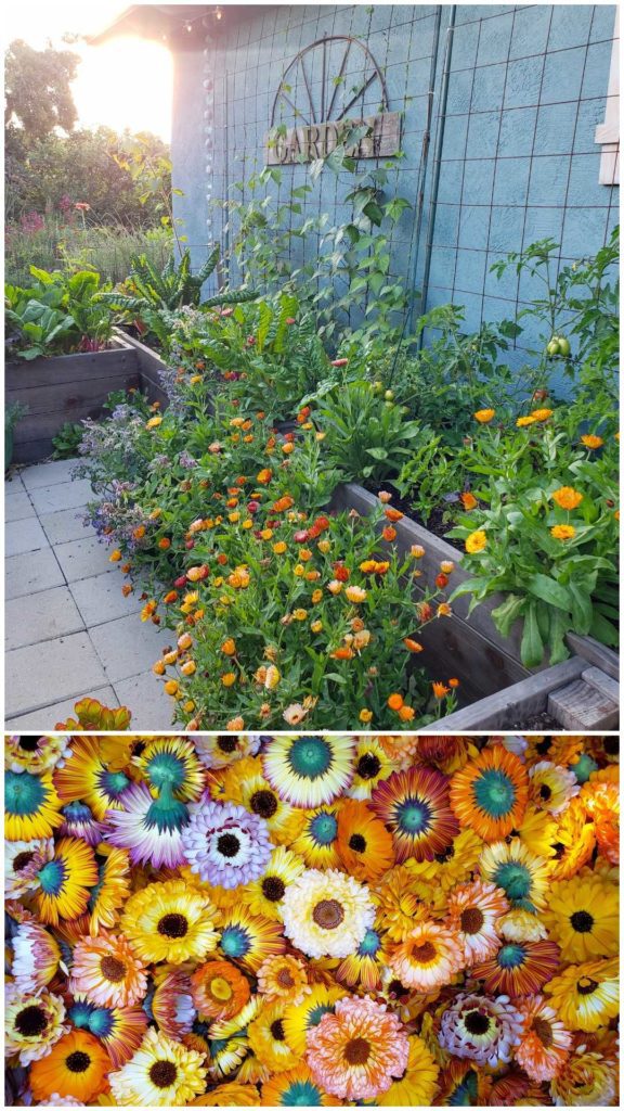 Top 23 Plants for Pollinators: How to Attract Bees, Butterflies ...