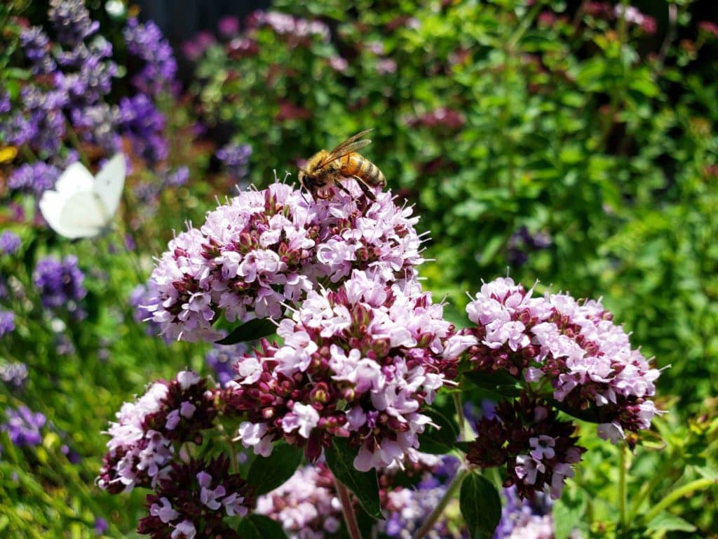 Top 23 Plants for Pollinators: How to Attract Bees, Butterflies ...