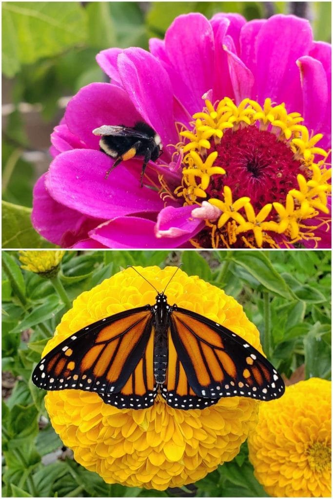 Top 23 Plants for Pollinators: How to Attract Bees, Butterflies ...