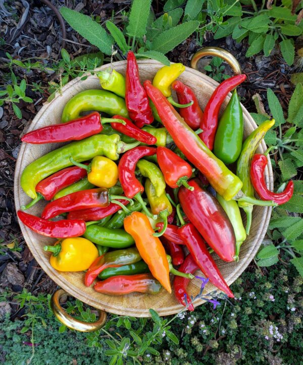 How to Make Homemade Chili Powder in 4 Simple Steps (Dried Chili ...