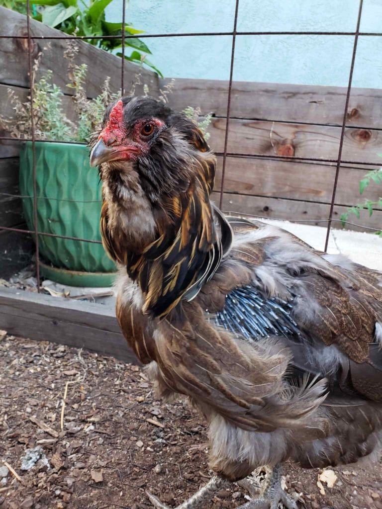 Chicken Losing Feathers? How to Care for Molting Chickens ~ Homestead ...