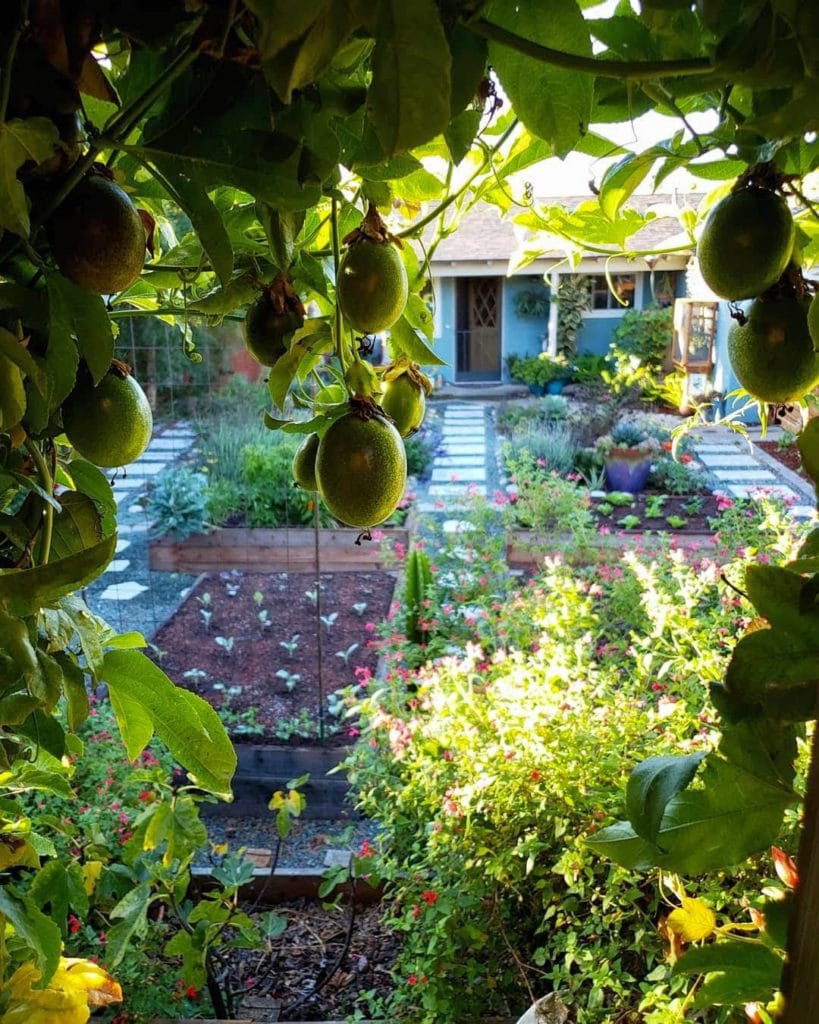 How to Grow Purple Passion Fruit vs. Maypops: The Ultimate Guide ...