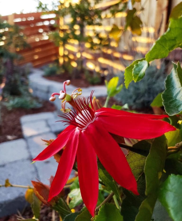 How to Grow Purple Passion Fruit vs. Maypops: The Ultimate Guide ...