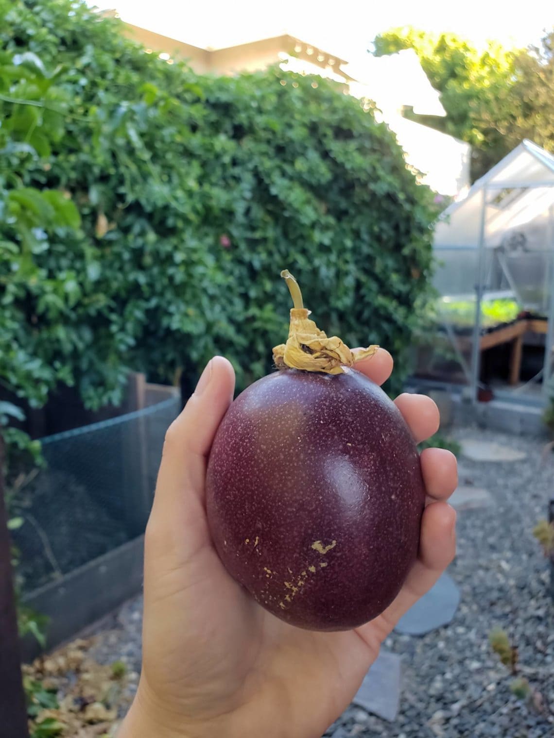 How to Grow Purple Passion Fruit vs. Maypops: The Ultimate Guide ...