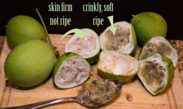 How to Grow Purple Passion Fruit vs. Maypops: The Ultimate Guide ...