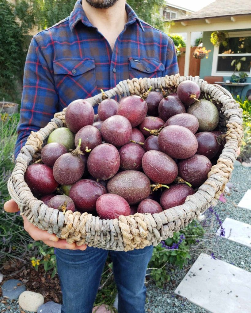 How to Grow Purple Passion Fruit vs. Maypops: The Ultimate Guide ...