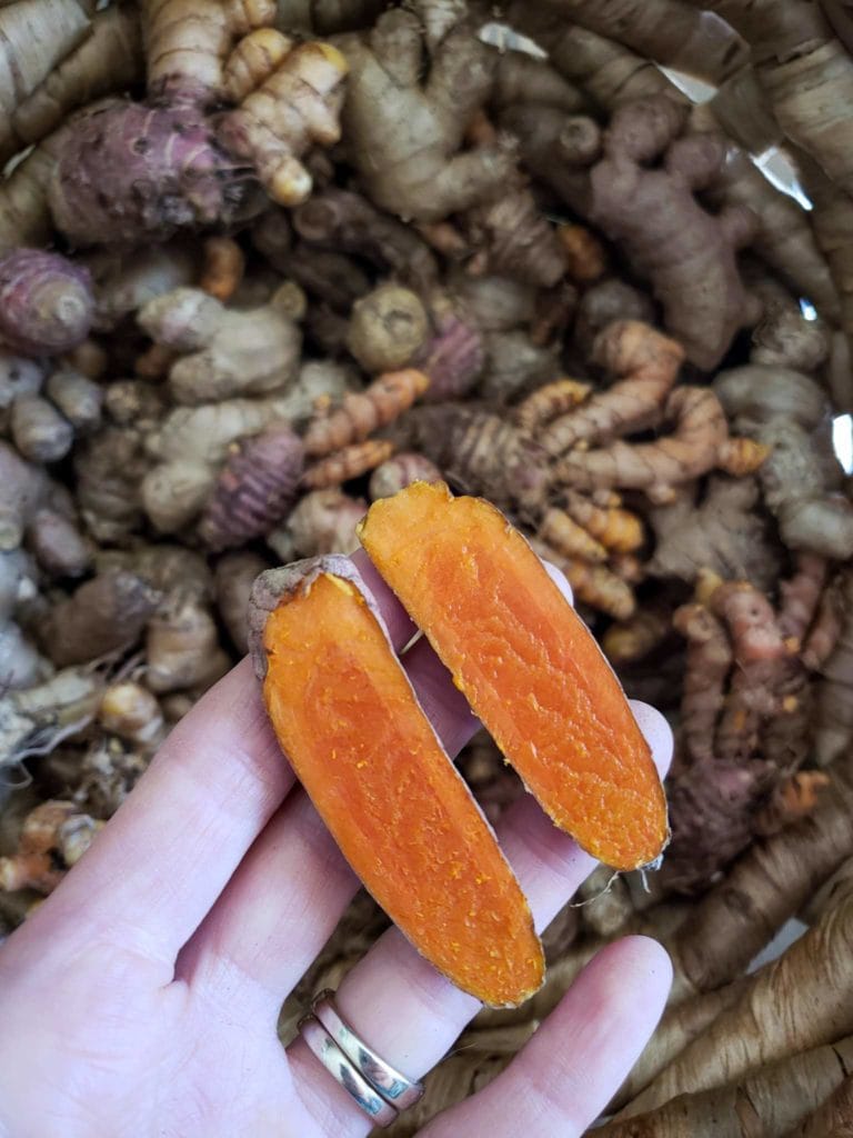 How to Grow Turmeric in Containers, in Any Zone! ~ Homestead and Chill