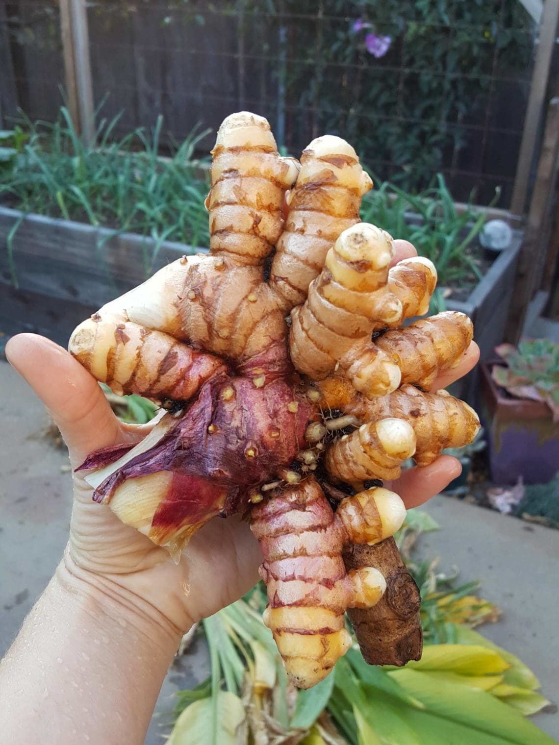 How to Grow Turmeric in Containers, in Any Zone! ~ Homestead and Chill