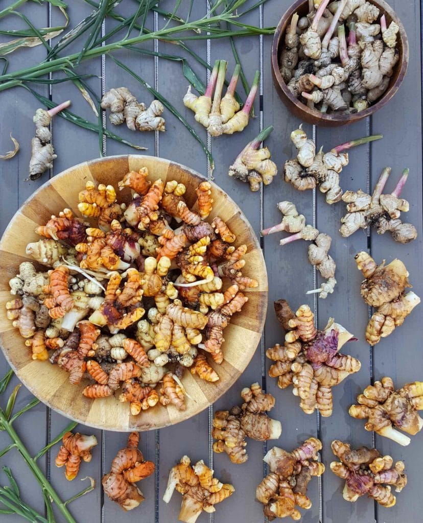 How to Grow Turmeric in Containers, in Any Zone! ~ Homestead and Chill