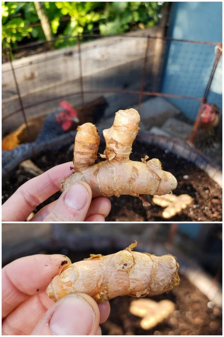 How to Grow Turmeric: A Complete Guide with Photos ~ Homestead and Chill