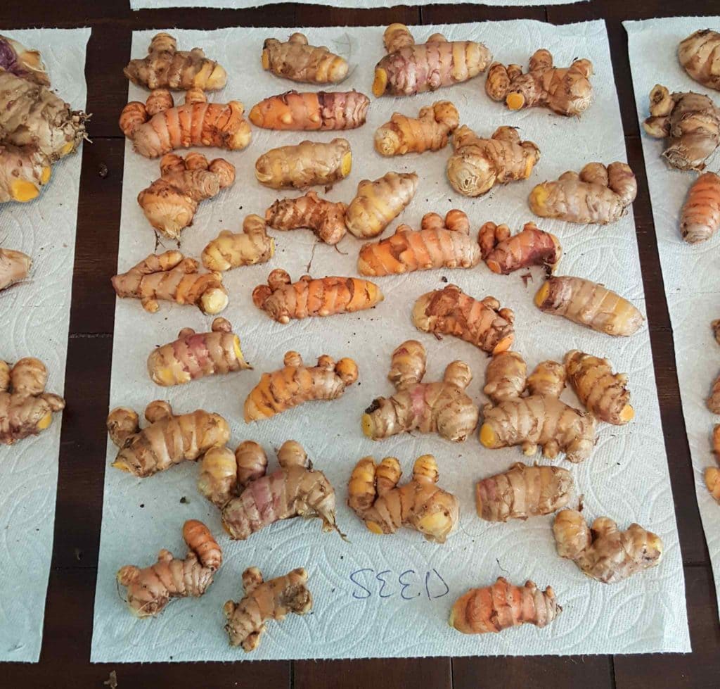 How to Grow Turmeric in Containers, in Any Zone! ~ Homestead and Chill