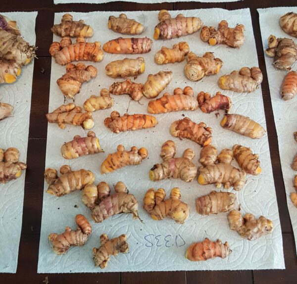 How to Grow Turmeric in Containers, in Any Zone! ~ Homestead and Chill