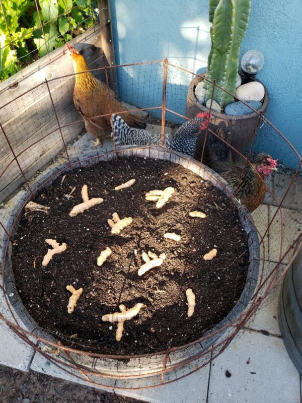 How to Grow Turmeric in Containers, in Any Zone! ~ Homestead and Chill