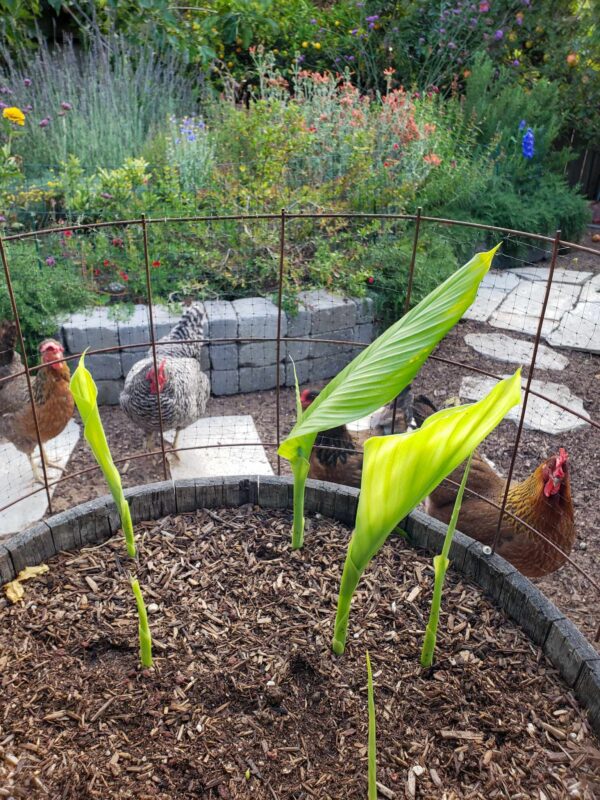 How to Grow Turmeric in Containers, in Any Zone! ~ Homestead and Chill