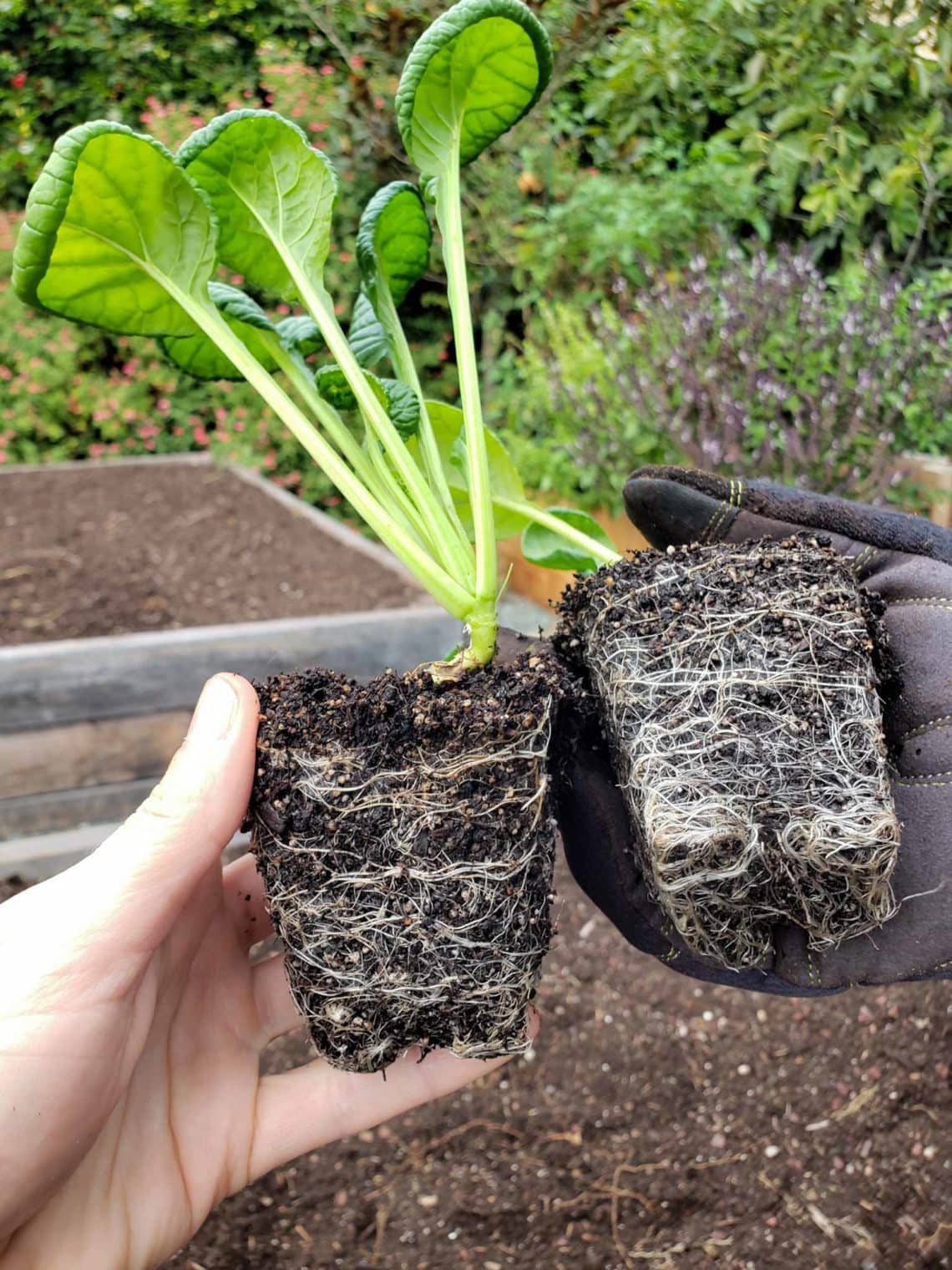 Transplanting Seedlings Outside: Tips for Success ~ Homestead and Chill
